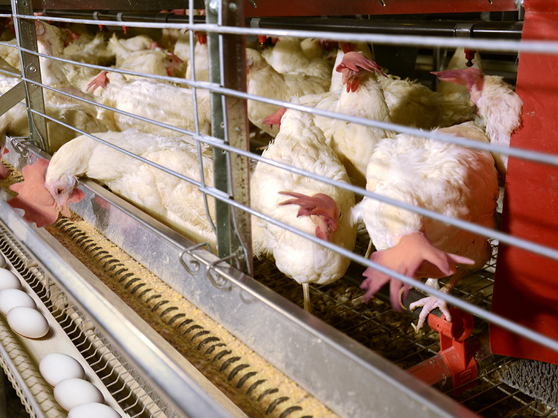 SISTEMA DE ALIMENTACIÓN AUTOMÁTICA ULTRAFLO - Interagro, S.A.