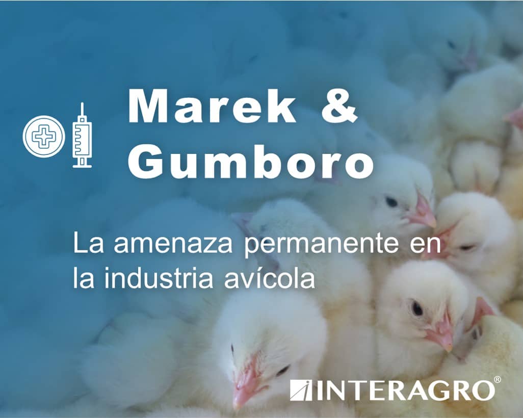 ENFERMEDAD DE MAREK Y GUMBORO, LA AMENAZA PERMANENTE EN LA INDUSTRIA ...