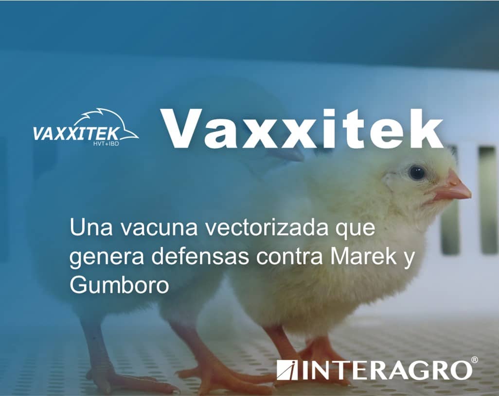 VAXXITEK, UNA VACUNA VECTORIZADA QUE GENERA DEFENSAS CONTRA MAREK Y ...