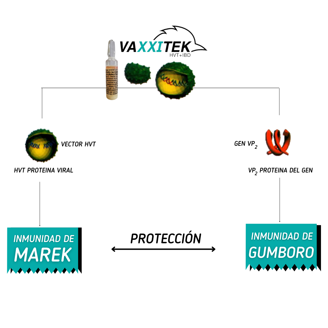 VAXXITEK, UNA VACUNA VECTORIZADA QUE GENERA DEFENSAS CONTRA MAREK Y ...