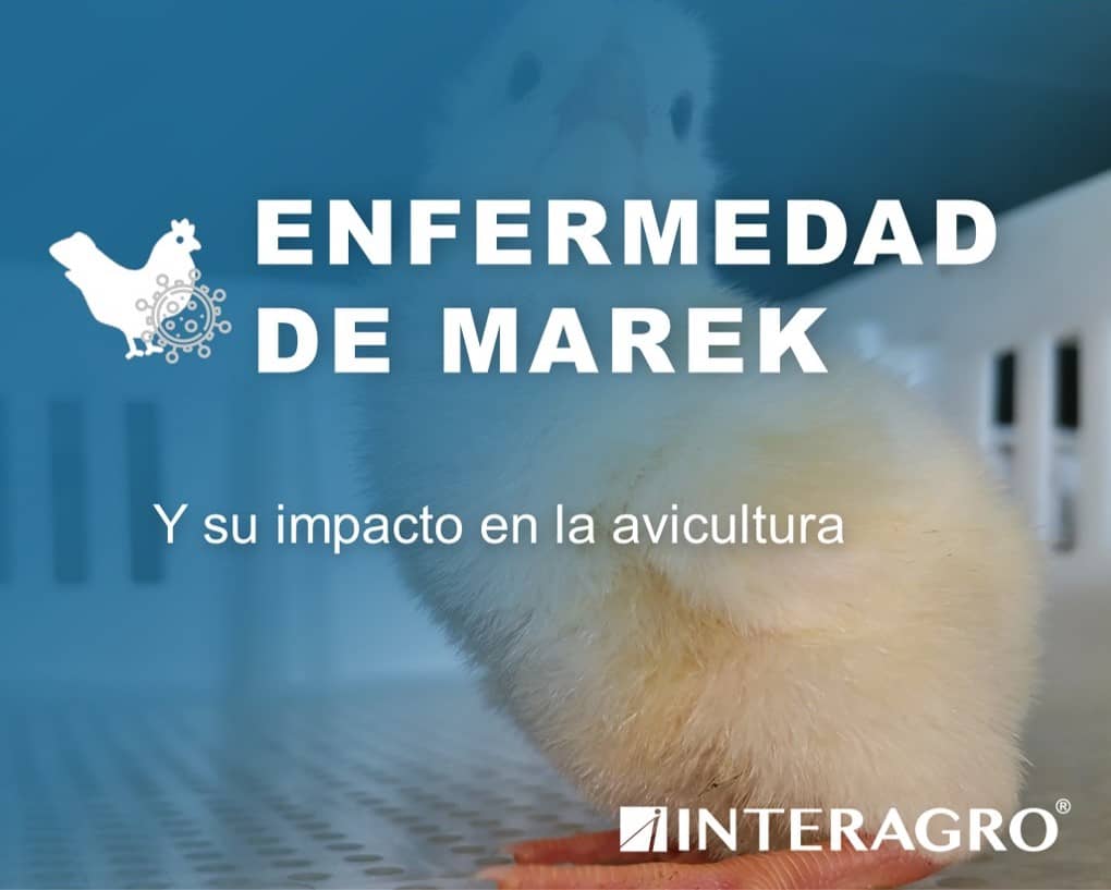 ENFERMEDAD DE MAREK Y SU IMPACTO EN LA AVICULTURA - Interagro, S.A.