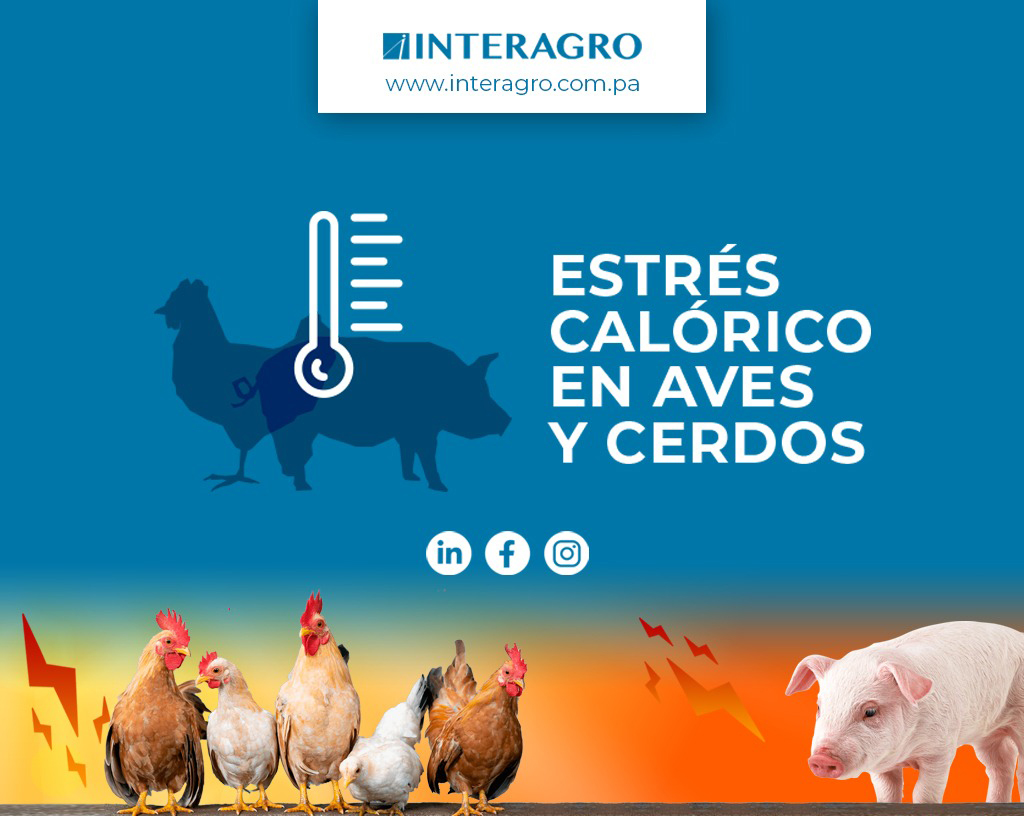 Estrés calórico en aves y cerdos - Interagro, S.A.