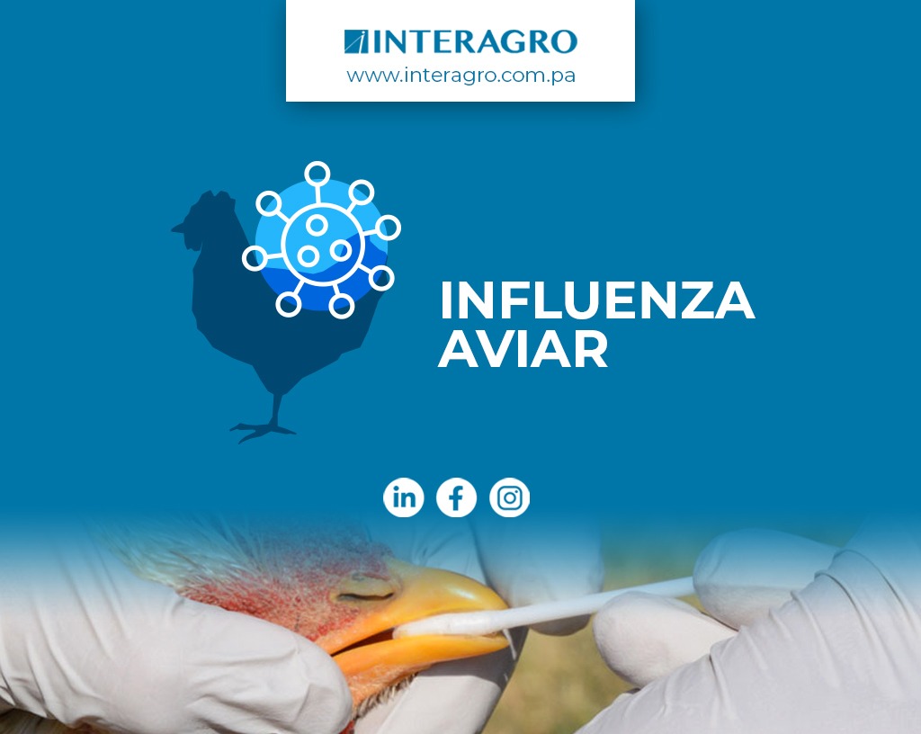 La Influenza Aviar: Enfermedad vírica, importantes consecuencias.