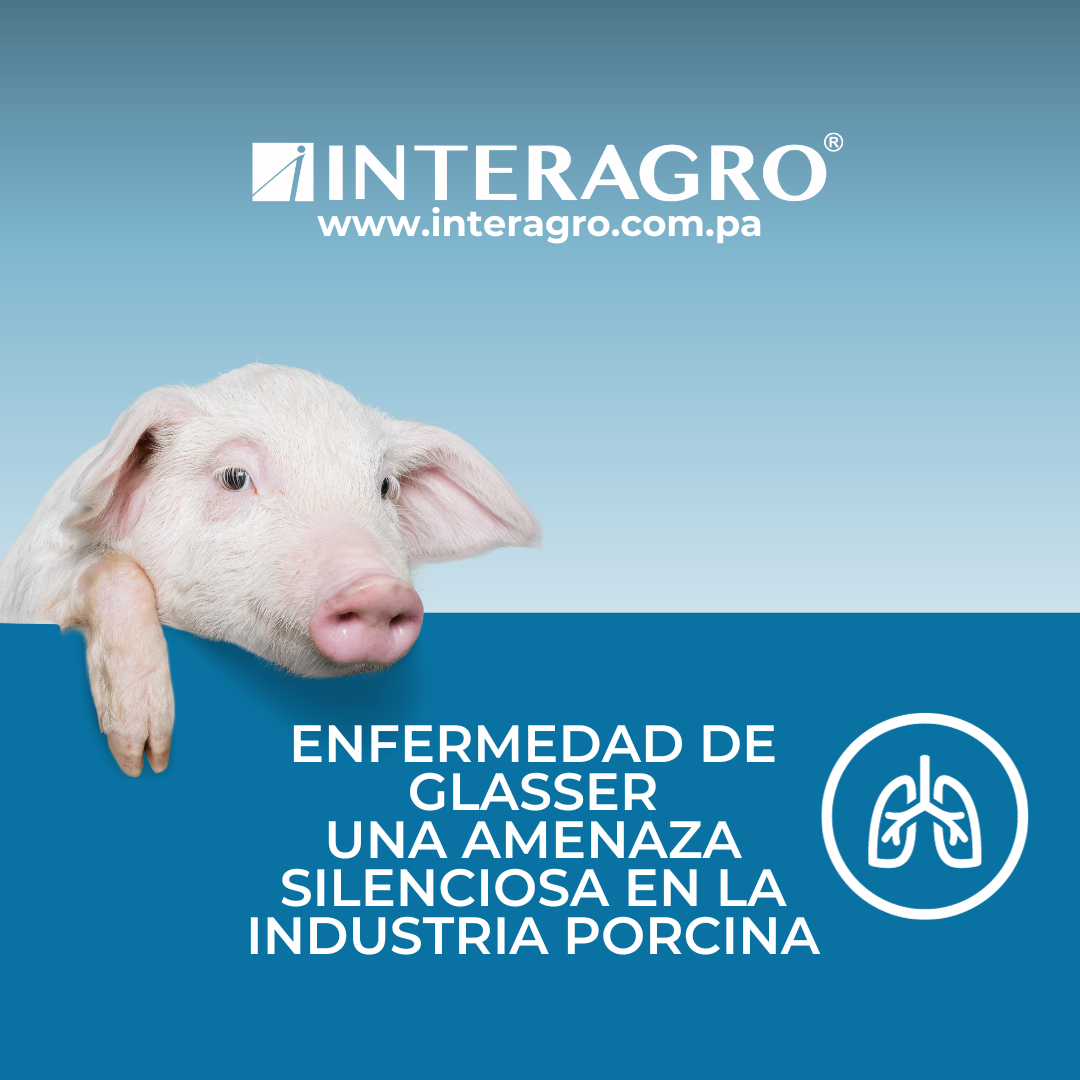 Enfermedad de Glasser: Una Amenaza Silenciosa en la Industria Porcina - Interagro, S.A.